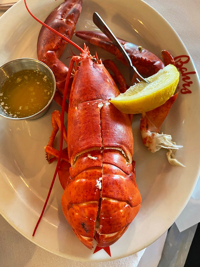This isn't just a lobster&mdash;it's the celebrity of the seafood world, dressed in its red carpet best and ready for its close-up with your butter-dipping paparazzi.