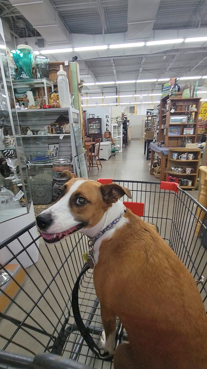 Even four-legged treasure hunters are welcome! This happy shopper seems to have found the antique dog section&mdash;or perhaps just enjoys the thrill of the hunt.
