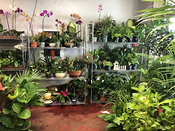 The unexpected jungle oasis! Orchids and houseplants thrive in this corner, proving that even a junk shop can nurture new life.