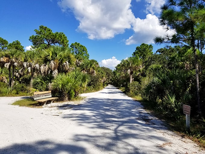 The road less traveled actually exists, and it looks exactly like this palm-lined path through Cayo Costa's wild interior.