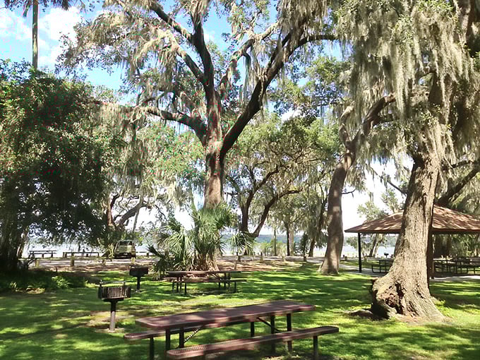 Spanish moss drapes over ancient oaks at this lakeside park, creating natural canopies perfect for picnics and contemplating absolutely nothing important.