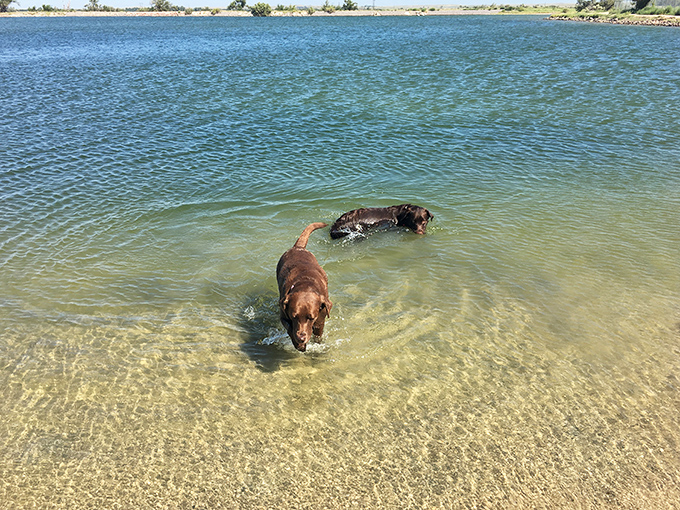 Four-legged visitors enjoy the clear shallows too. Dogs instinctively know good swimming spots—they're like canine water sommeliers.