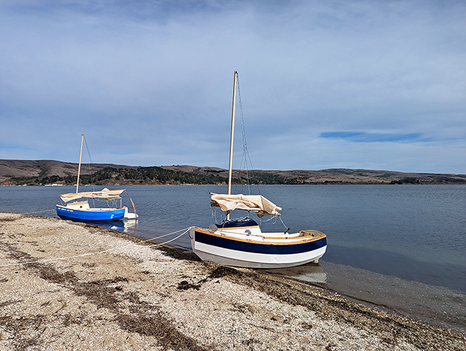 Sailboats resting on shore like sleeping seabirds, dreaming of their next dance with the wind across Tomales Bay's protected waters.