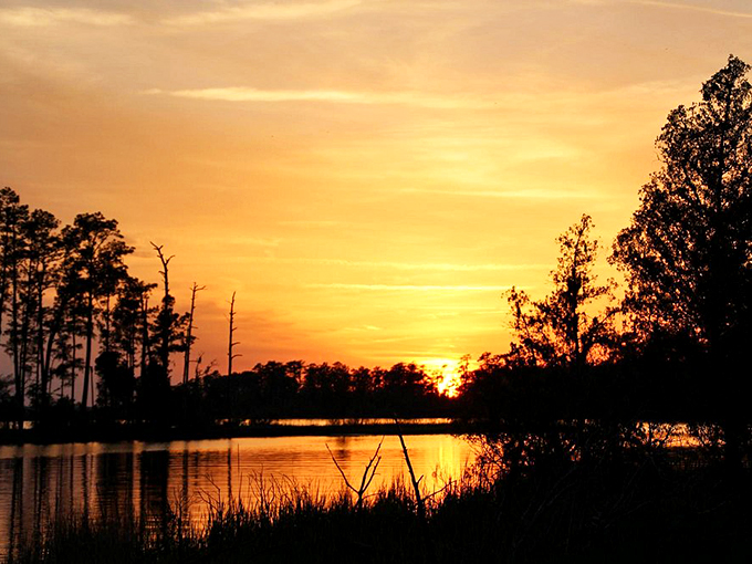 Sunset specialists know Goose Creek delivers golden hour magic that rivals any beach resort, minus the overpriced cocktails and crowds.