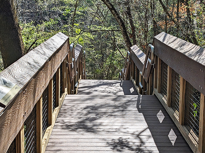 The descent begins! Each step down this wooden staircase takes you further from Florida as you know it and closer to prehistoric times.