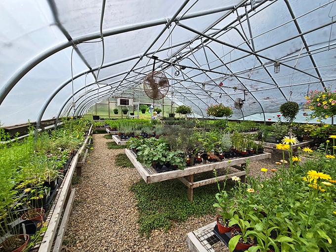 The greenhouse where the magic begins&mdash;a cathedral of flavor where tomorrow's five-course lunch is quietly sprouting today.