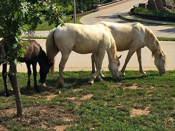 The welcoming committee has four legs and impressive manes. These gentle grazers remind visitors they're guests in a wild kingdom.