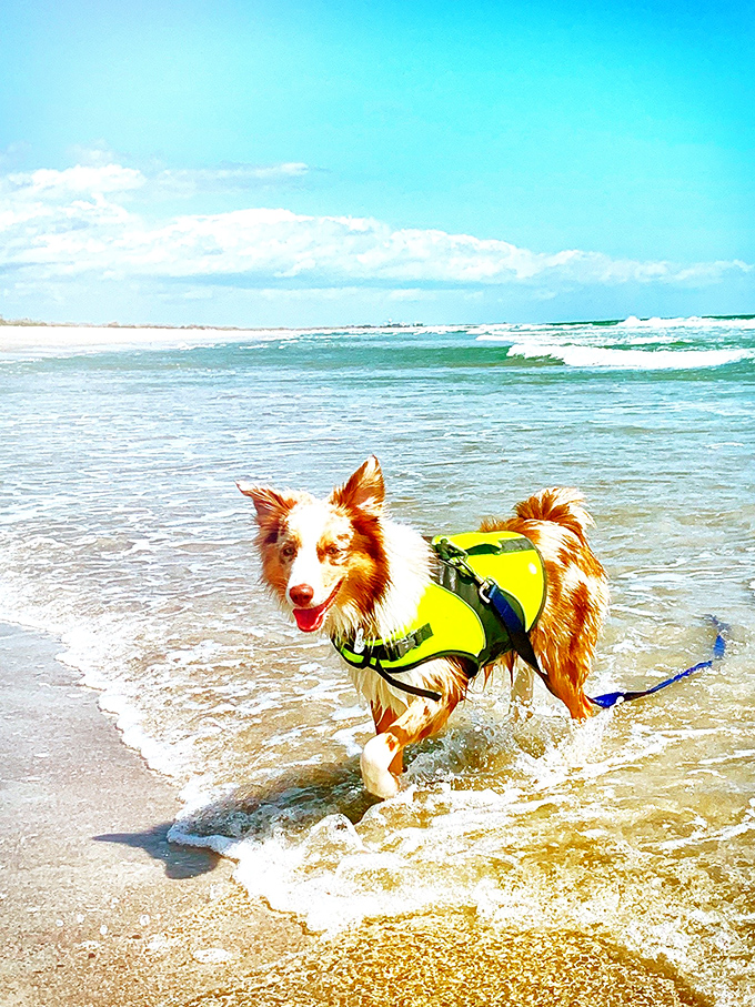 Even four-legged adventurers can enjoy this coastal paradise. Dogs with life vests: possibly the most wholesome sight you'll ever witness on a beach.