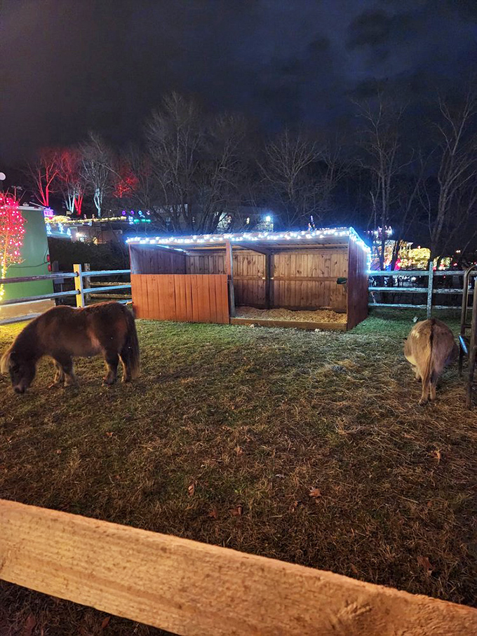 Even after dark, the magic continues with holiday lights illuminating the path while miniature horses remind us of transportation's earlier chapter.