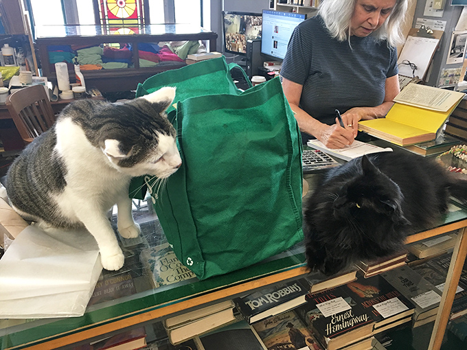 The store's feline guardians maintain watch over literary treasures. These cats have better taste in literature than most humans.