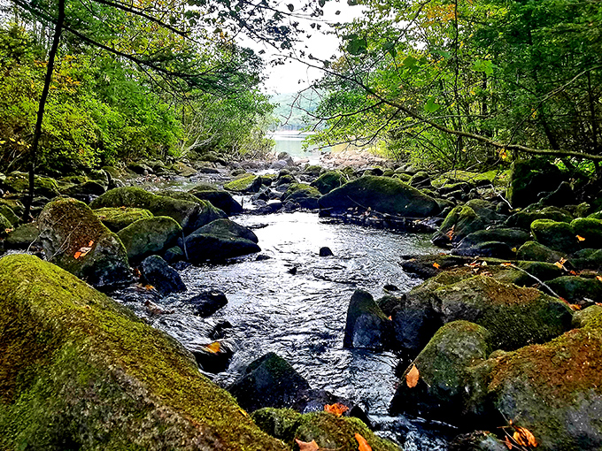 Moss-covered boulders create nature's perfect meditation spot, where the only soundtrack is moving water and occasional bird commentary.