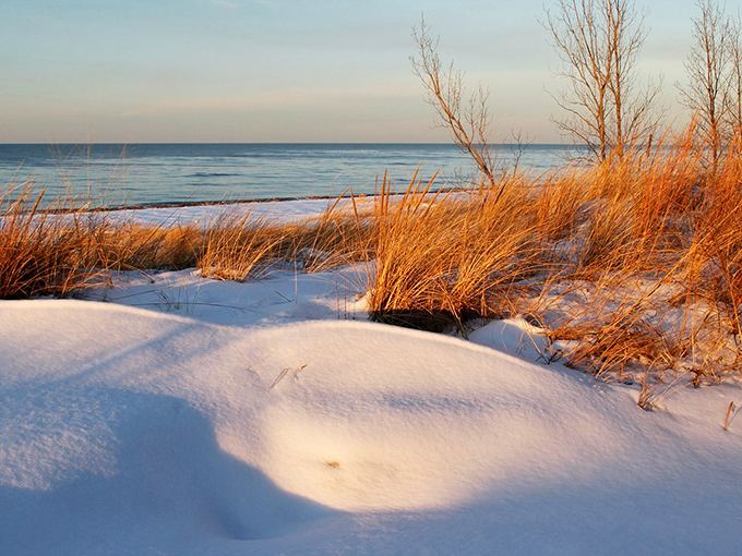 Winter's golden hour casts a warm glow on a cold landscape. The contrast between snow-covered dunes and amber beach grass creates a photographer's dream setting.