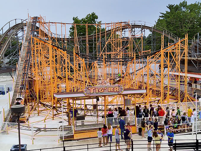 The Tig'rr Coaster's distinctive orange frame has been testing stomach strength for decades. That first drop is where summer memories are permanently etched.