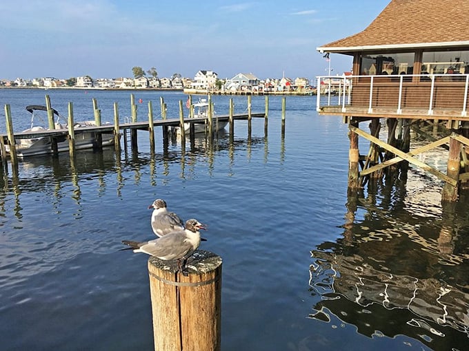 Where seagulls hold waterfront property meetings and contemplate stealing your sandwich. Nature's opportunists with the best views in town.