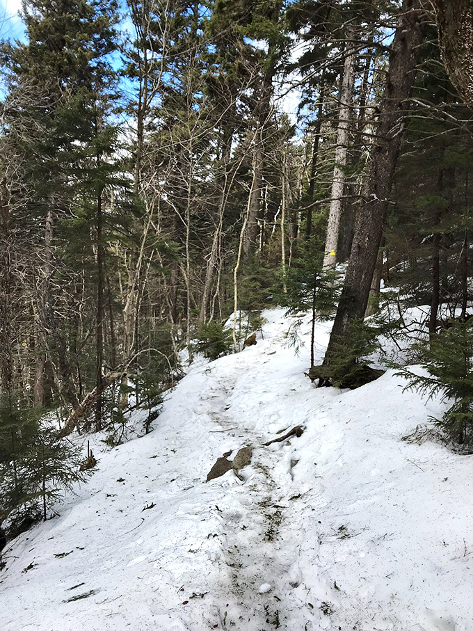 Winter transforms Peterborough's woodland trails into hushed cathedrals of pine and snow, where each footstep writes a temporary chapter in the landscape.
