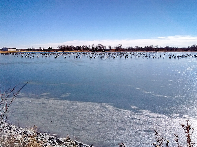 Winter transforms the beach into a bird sanctuary. Hundreds gather on the ice, nature's version of a standing-room-only concert.