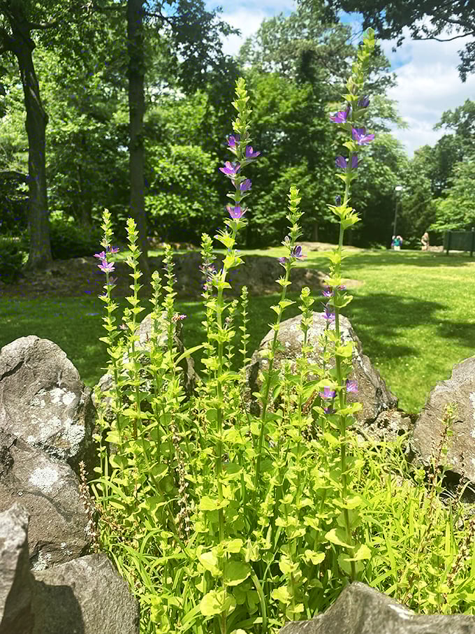 Delicate purple blooms stand tall among the stones, nature's own royal subjects paying homage to their castle backdrop.