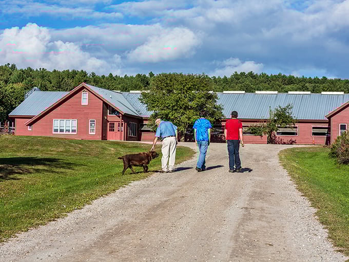 The pilgrimage path to dairy perfection. Even the farm dog knows this journey is worth every step.