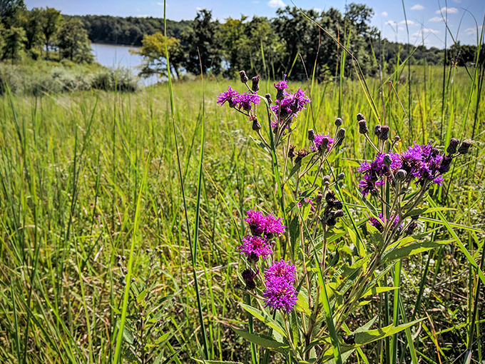 Nature's own garden thrives along the water's edge. These wildflowers didn't need an invitation&mdash;they knew exactly where the best views were.