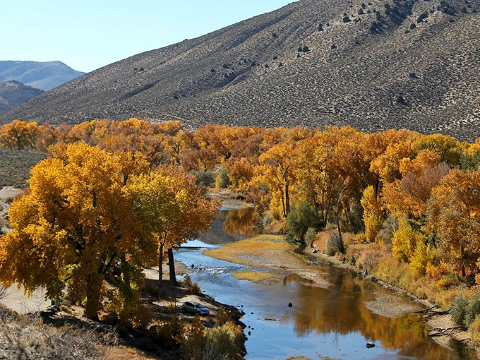 The Carson River winds through golden cottonwoods, painting an autumn masterpiece that rivals any New England postcard.