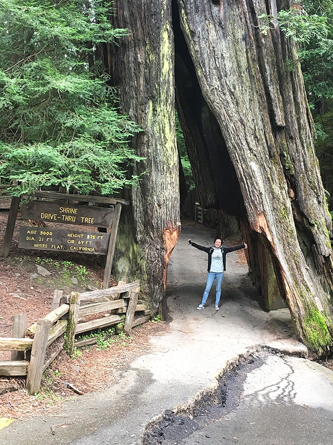 The Shrine Drive-Thru Tree stands as nature's impossible archway. This ancient redwood has welcomed visitors through its living tunnel for generations.