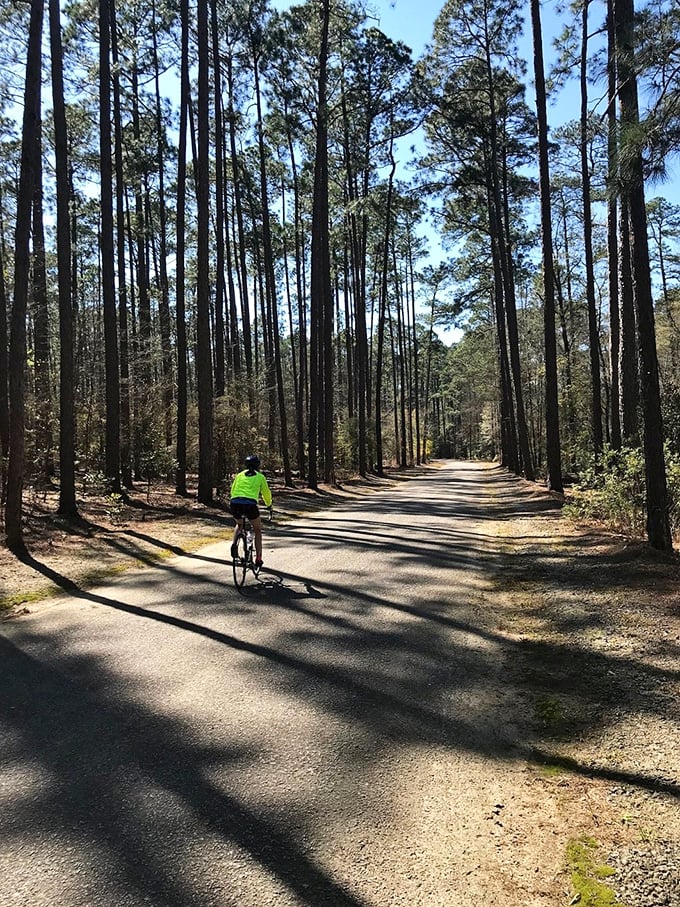 Pine-lined trails invite cyclists to explore Aiken's natural side&mdash;because sometimes the best antiques are the ancient trees standing sentinel along the path.