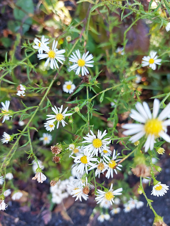 These wildflowers didn't dress up just for you, but it's nice to think they did. Nature's version of a spontaneous welcome party.