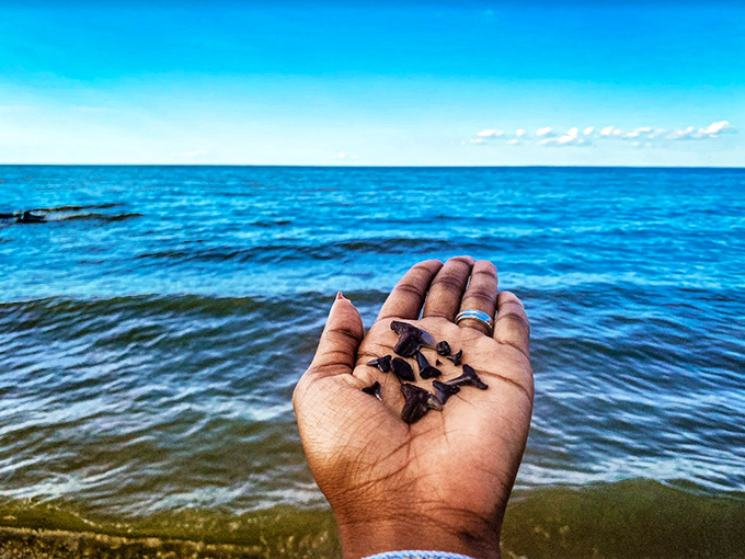 Prehistoric poker chips! These fossilized shark teeth have waited millions of years to be discovered in someone's palm.