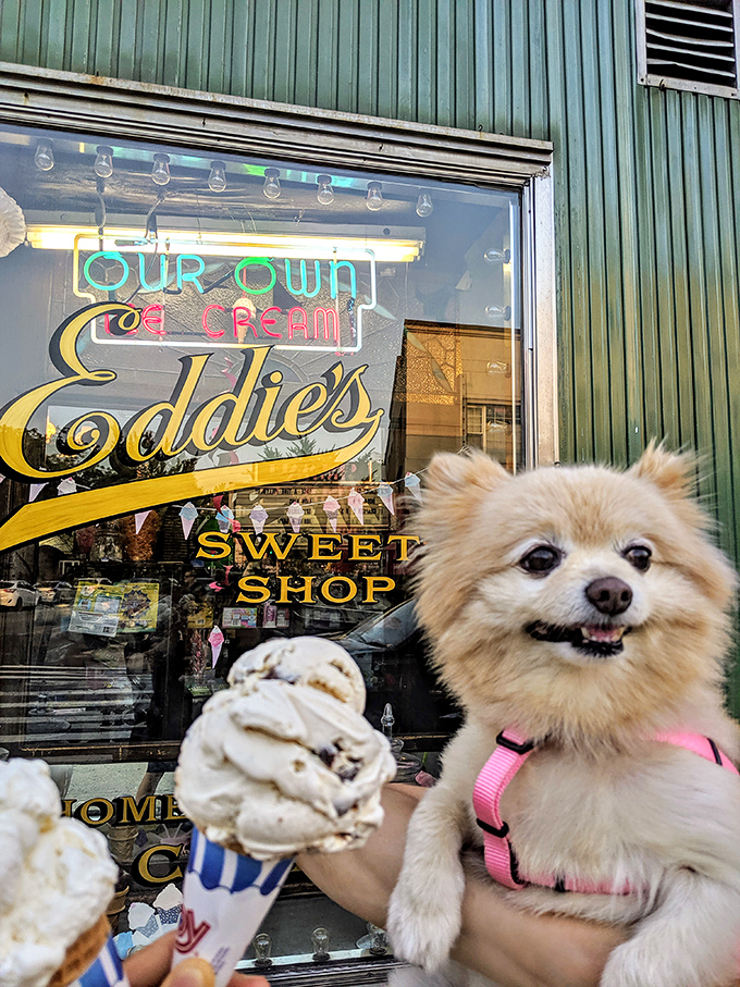 Even the neighborhood pups know where to find the best frozen treats in Forest Hills.