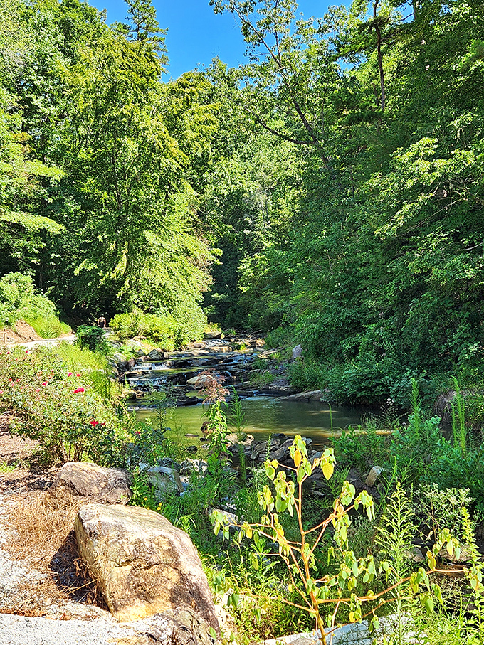 A verdant creek corridor showcases Georgia's lush biodiversity, proving the supporting scenery is just as spectacular as the main attraction.