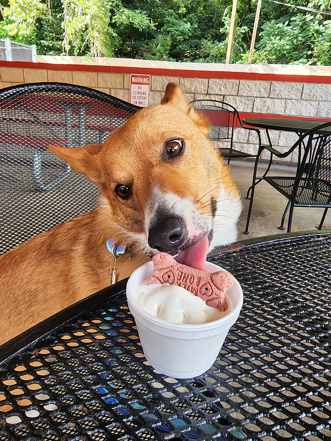 Even four-legged friends get the VIP treatment at Custard's. This pup's expression says everything about the universal appeal of frozen perfection.