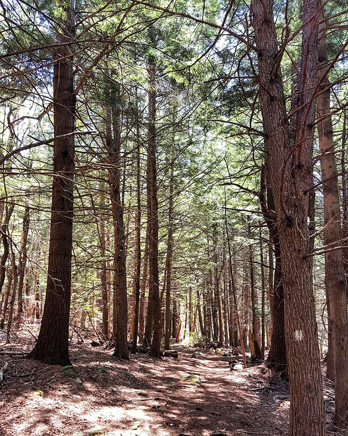 Dappled sunlight filters through towering pines, creating nature's stained glass effect on Peterborough's hiking trails &ndash; no cathedral required.