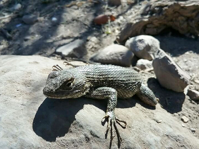 Local wildlife doesn't need an invitation to the party. This scaly sunbather has claimed prime real estate for its afternoon siesta.