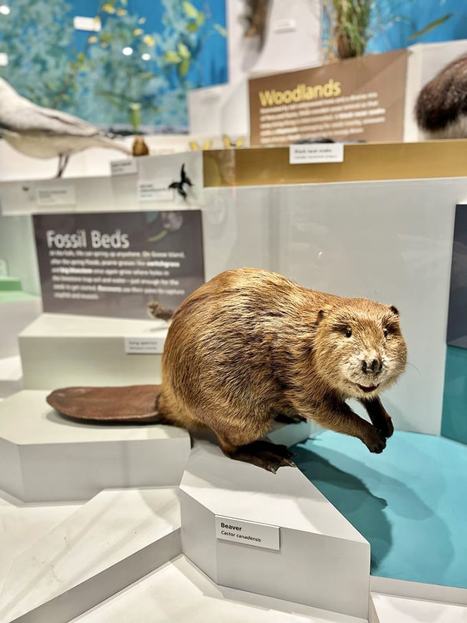 This taxidermied beaver seems pleased with himself, perhaps contemplating how his ancestors outlived those fancy dinosaurs.