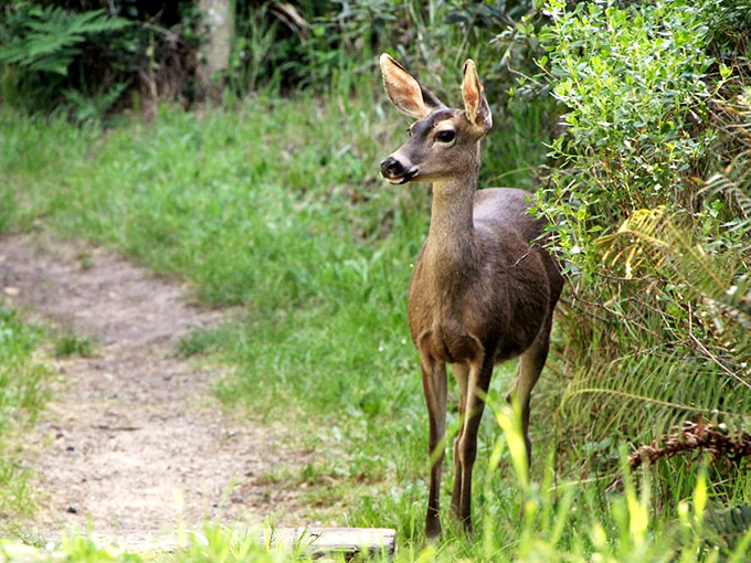 Wildlife encounters that remind you who the real locals are. This deer has probably seen more sunsets here than most San Francisco residents.