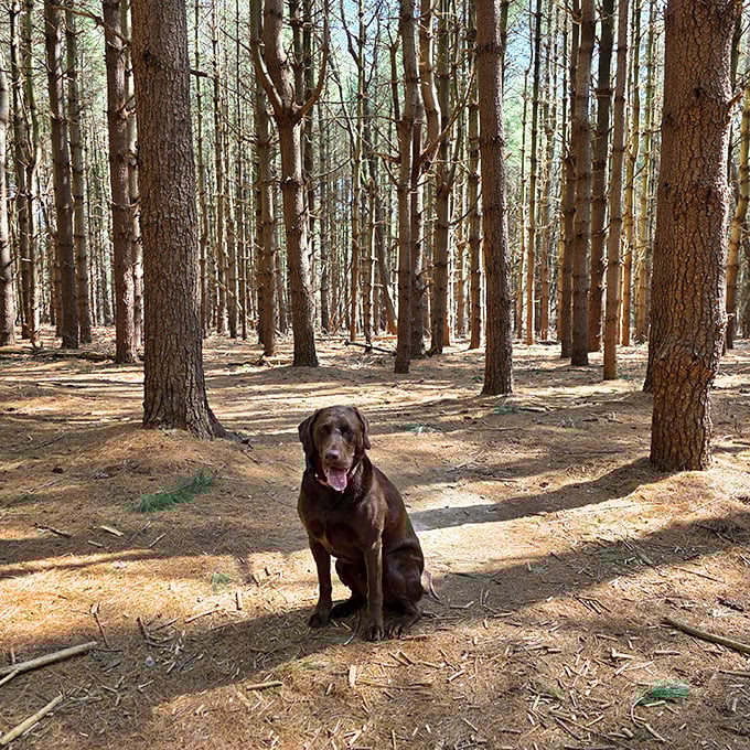 Even dogs know a good forest when they smell one&mdash;this chocolate lab is living his best wilderness life.