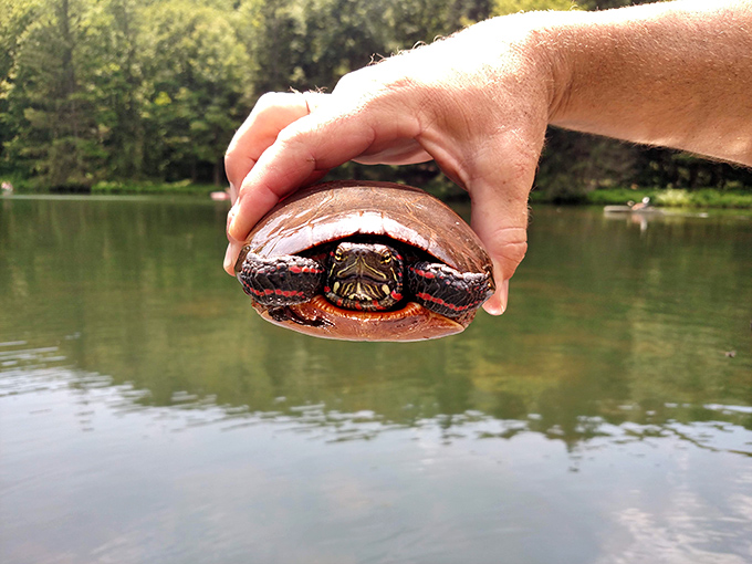 Wildlife encounters add excitement to your beach day. This sunbathing turtle reminds us we're just visitors in nature's living room.