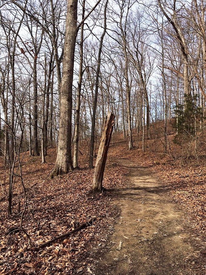 Berea's hiking trails in autumn are nature's version of a red carpet, except the celebrities are centuries-old trees dressed in their seasonal best.