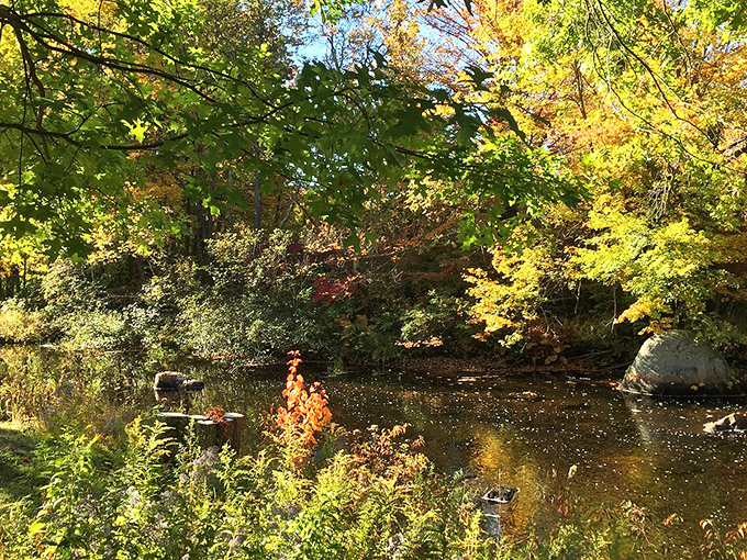 Autumn in Peterborough paints the landscape with a palette that would make even Bob Ross exclaim "happy little trees" with extra enthusiasm.