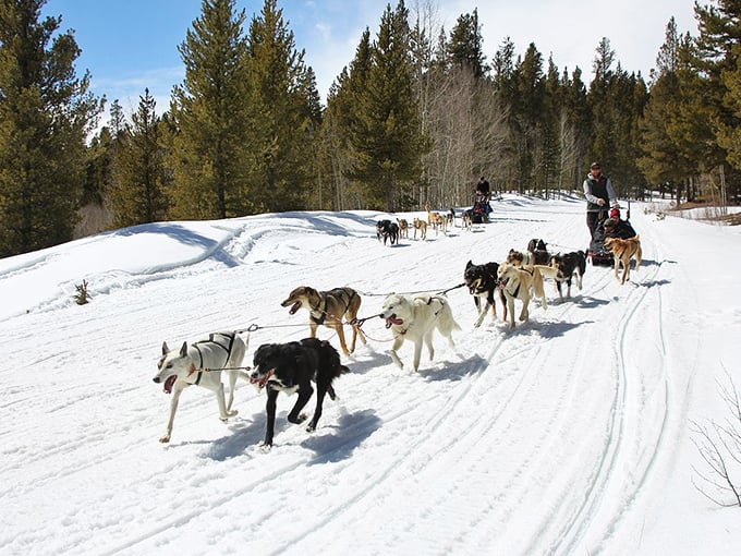Dog sledding in Leadville&mdash;where the transportation is fuzzy, the scenery is crisp, and your cheeks will match the dogs' enthusiasm in redness.