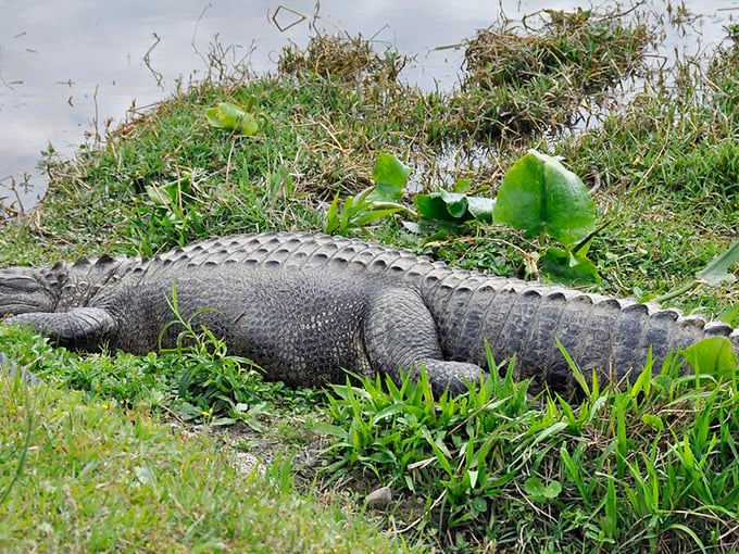 Even the alligators in Eufaula's Wildlife Refuge seem more relaxed than their big-city cousins. Nature and Southern hospitality apparently apply to reptiles too.
