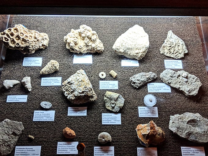 From ancient marine fossils to mineral specimens, this collection showcases the scientific treasures that make geologists weak at the knees.