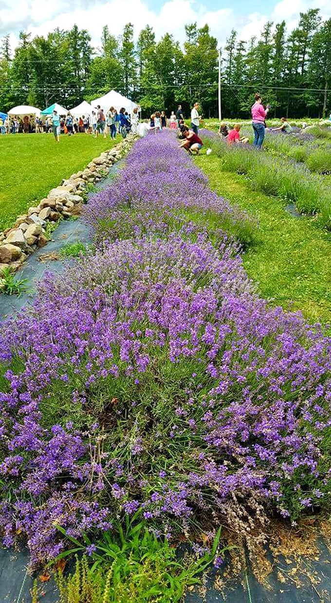 Lavender fields draw visitors who discover that "stopping to smell the flowers" isn't just a saying&mdash;it's Skaneateles' unofficial town motto.