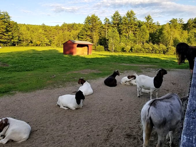 The farm-to-cone experience in its most authentic form. These goats don't know they're part of a masterpiece in the making.