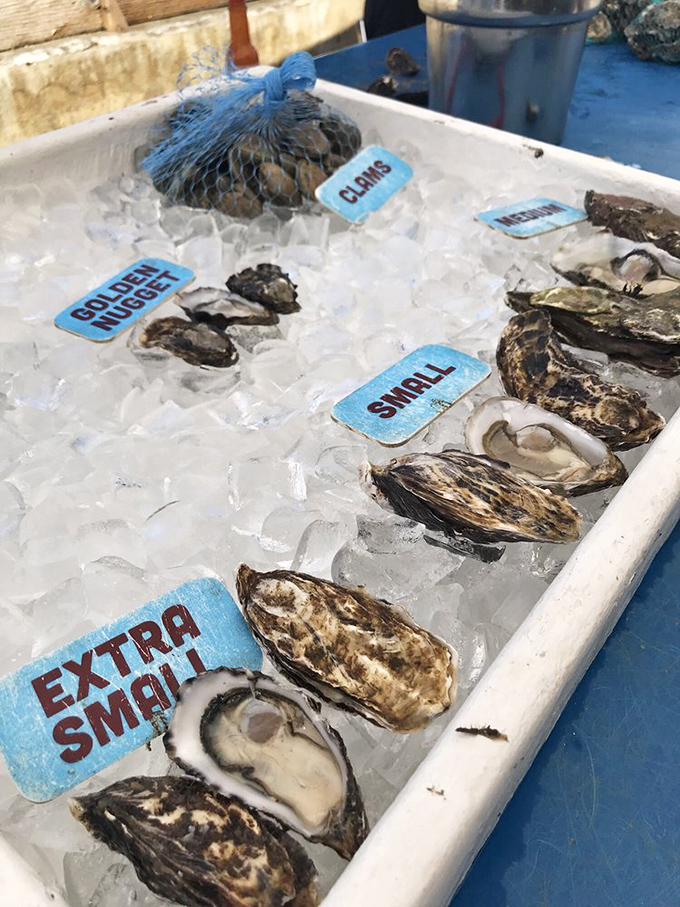 Tomales Bay oysters &ndash; nature's perfect appetizer, served with a side of sea breeze and coastal views that no restaurant could possibly match.