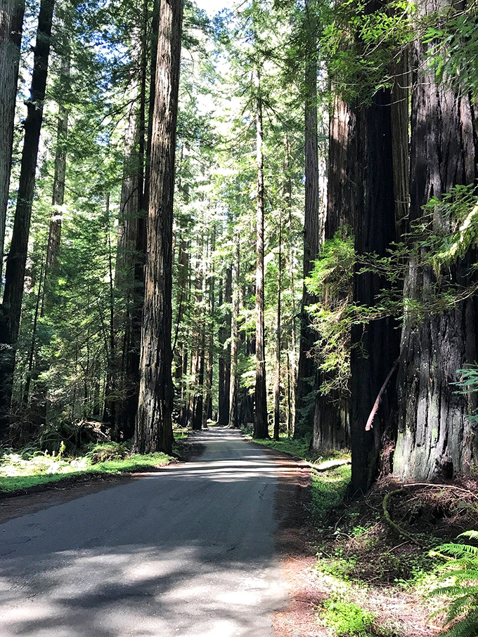 Avenue of the Giants creates a natural cathedral of redwood columns and filtered sunlight. Driving this road feels like traveling through time to a more primeval California.