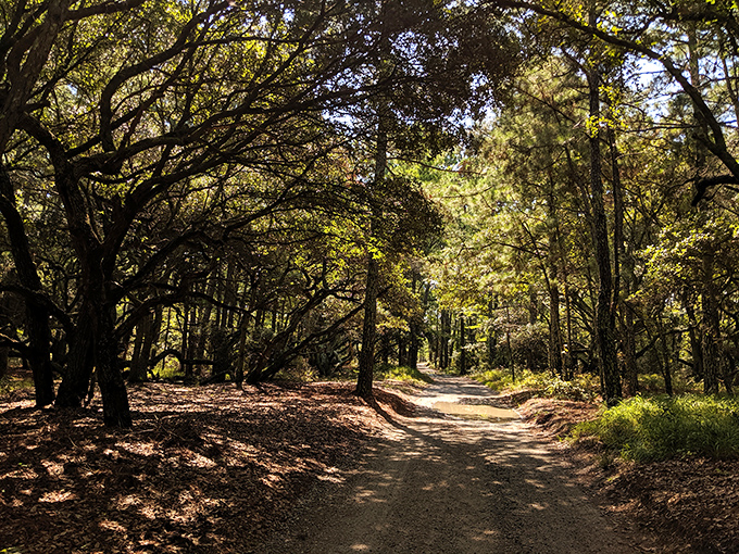 The forest cathedral&mdash;where dappled sunlight filters through branches and every step crunches with nature's confetti.