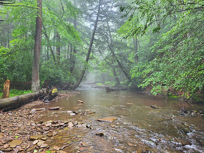 Morning fog transforms Big Run's stream into an enchanted forest setting. Half expect woodland creatures to start singing Disney tunes any minute.