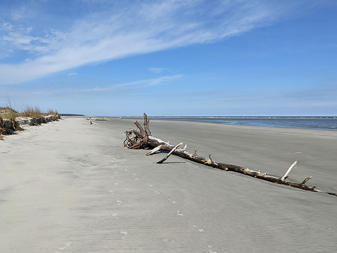 Nature's driftwood sculpture garden. This weathered wooden visitor has been shaped by countless tides, now resting on sand so pristine your footprints might be the first today.