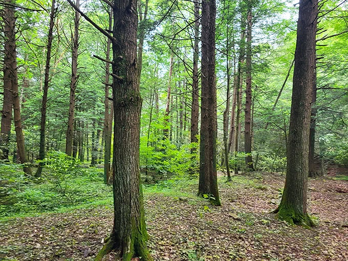 Cathedral-like stands of towering trees create nature's perfect meditation space. No subscription required for this mindfulness app.